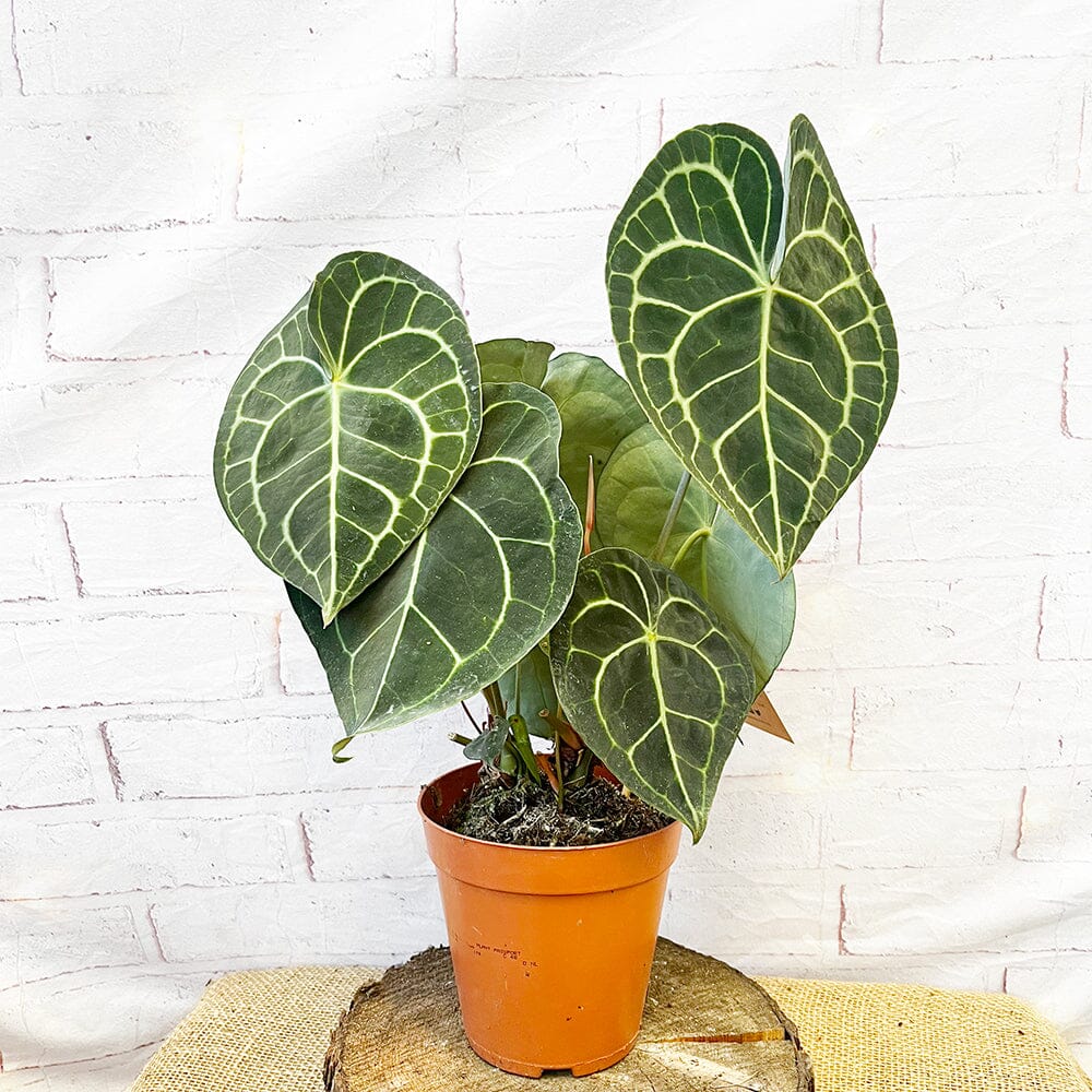 Khám Phá Các Loại Cây Anthurium Hiếm Hấp Dẫn Người Sưu Tầm