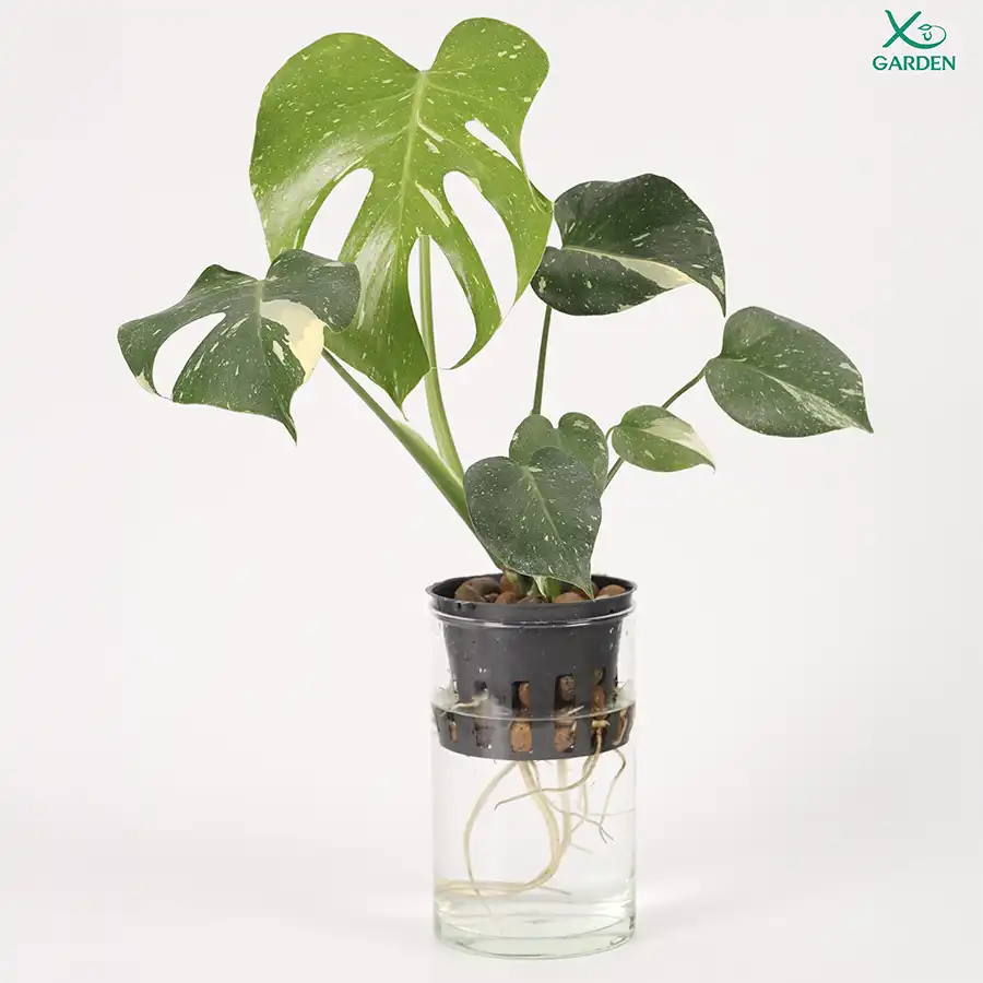 Monstera ThaiCons Thuỷ Sinh Bình Thuỷ Tinh