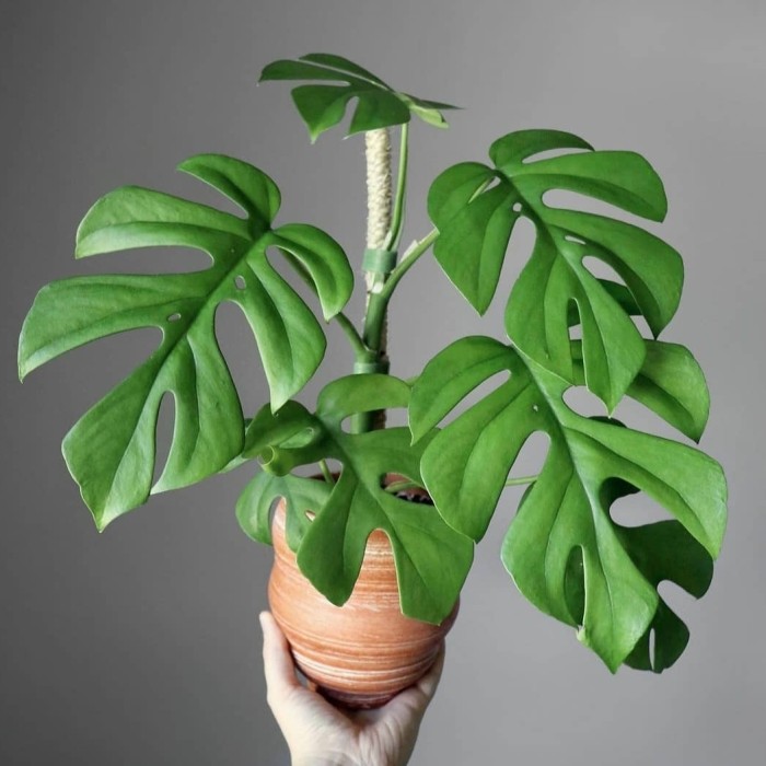 Vẻ Đẹp Tuyệt Vời Và Tiềm Năng Của Cây Monstera Mini