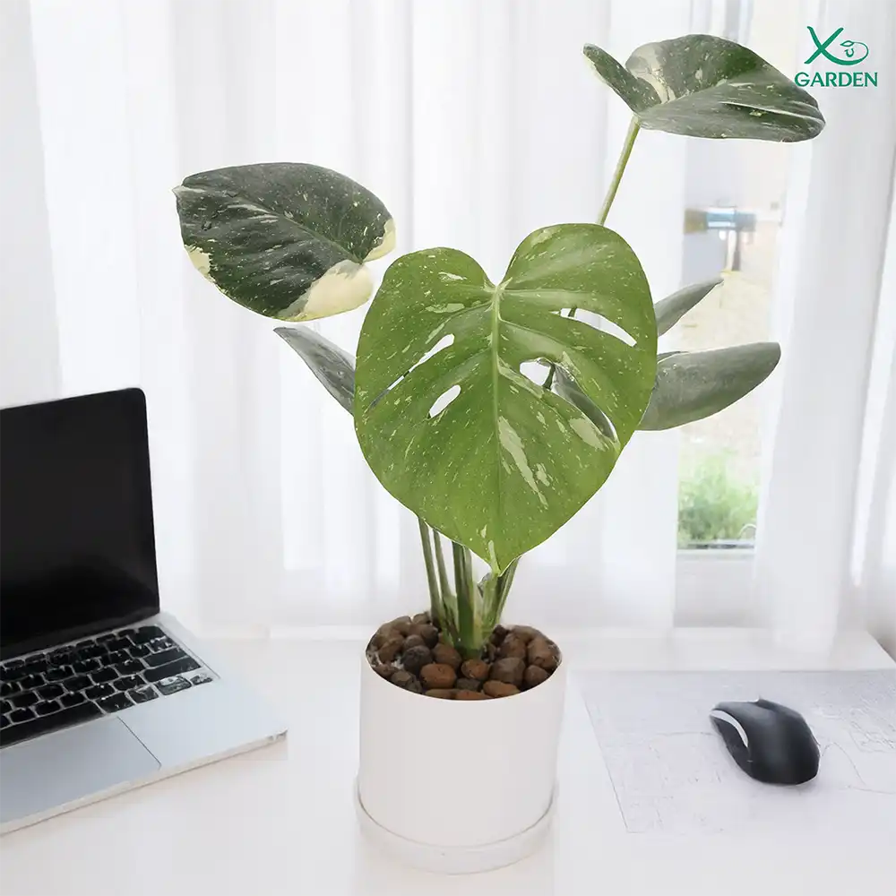 Trầu Bà Lá Xẻ Đột Biến - Monstera Thaicons