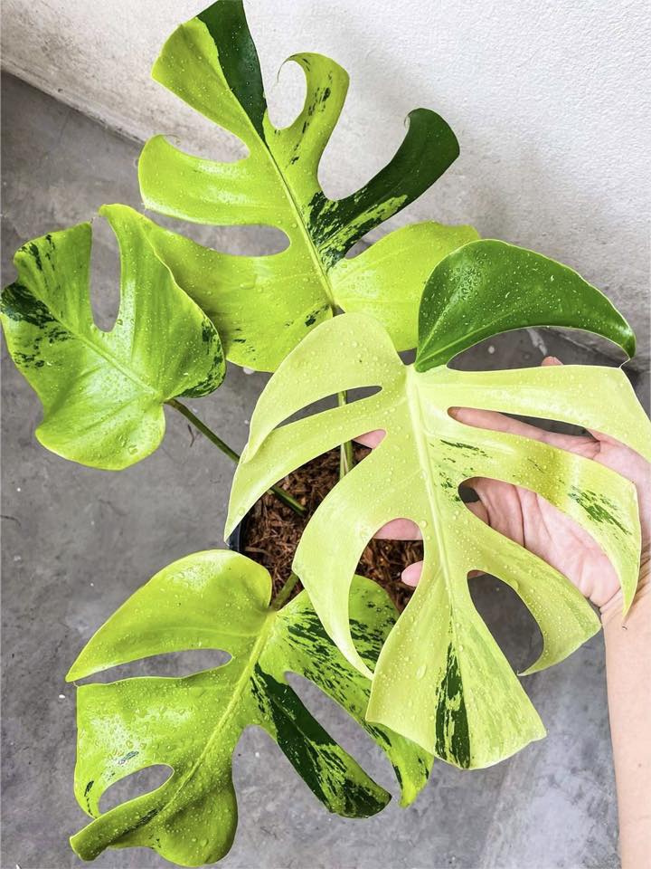 Khám Phá 8 Loại Monstera Đột Biến Đẹp và Quý Hiếm